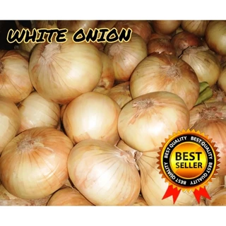 sibuyas - Best Prices and Online Promos - Dec 2024 | Shopee Philippines