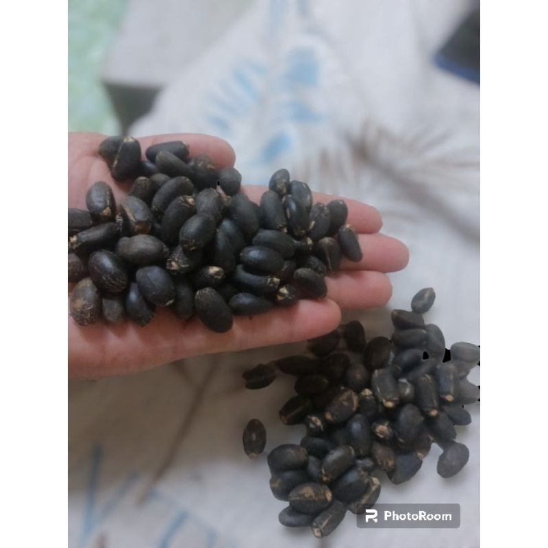 Tuba Tuba Seeds(7pcs seeds) | Shopee Philippines