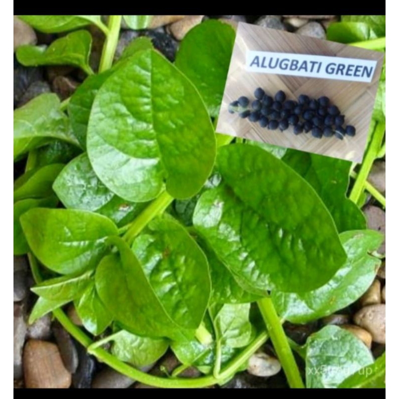 Green Alugbati Seeds for Planting(40seeds per pack) | Shopee Philippines