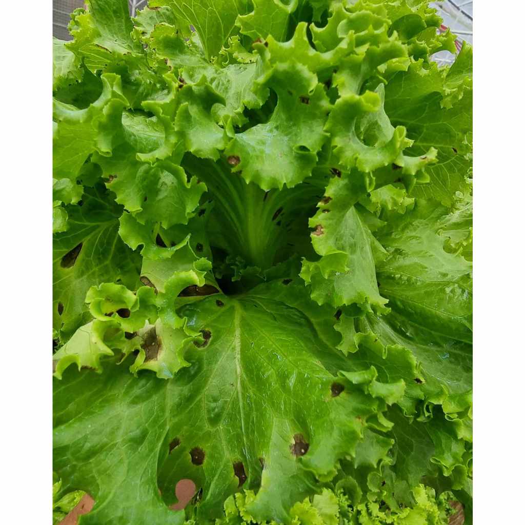 Fungus Removal and Prevention for Hydroponics Lettuce | Katanim ...