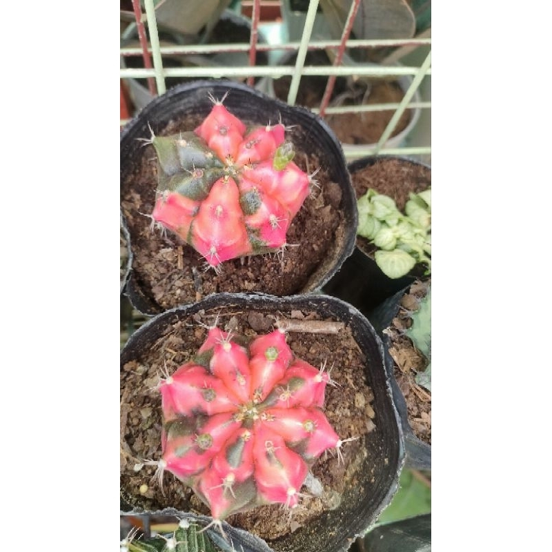variegated collectible gymno | Shopee Philippines