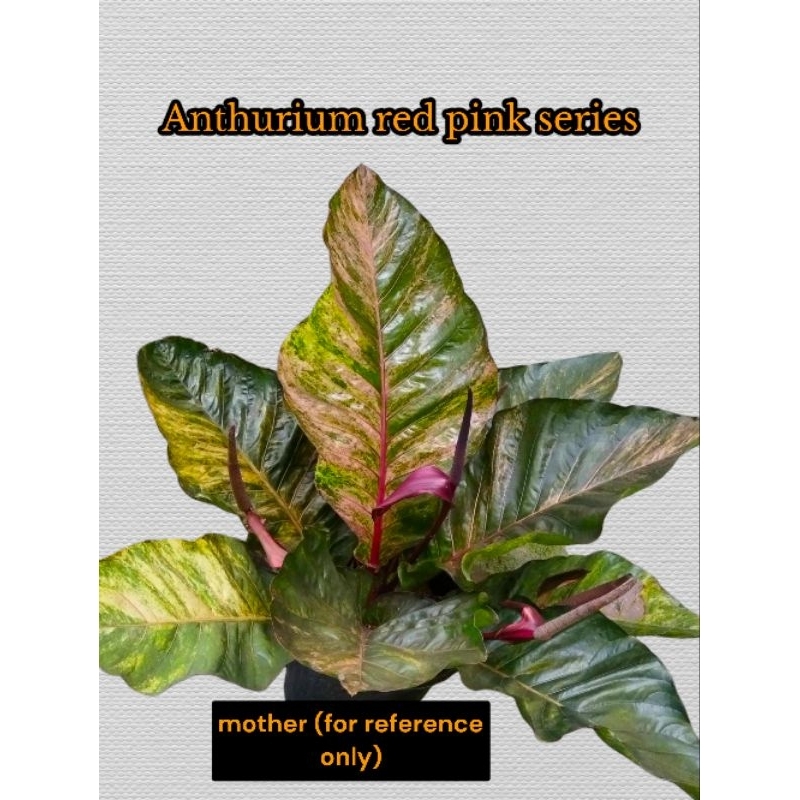 Anthurium Red Pink Series (from seeds) | Shopee Philippines