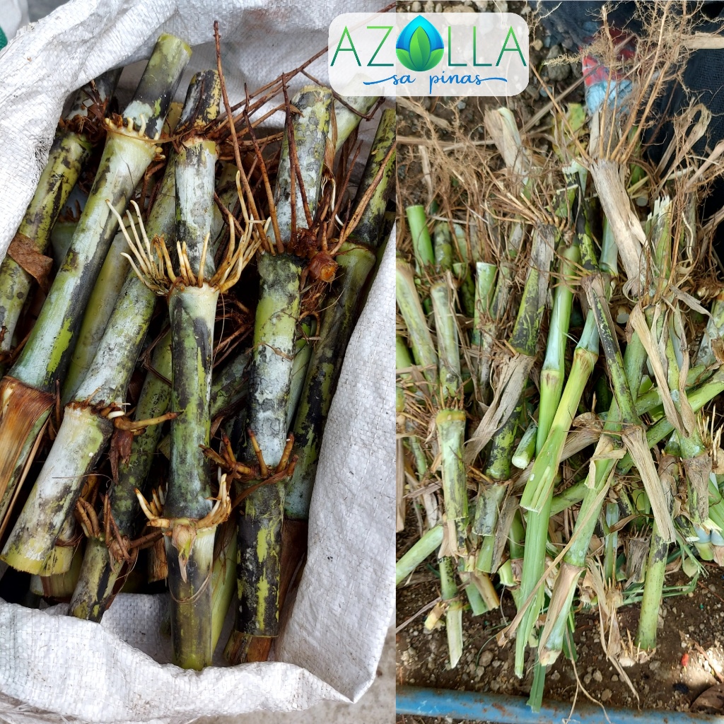 20PCS GIANT Super Napier - Pakchong Cuttings Thailand Variety | Shopee ...