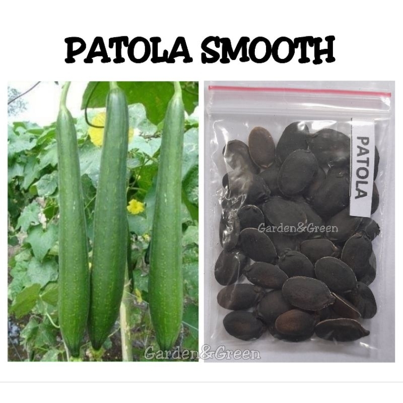 Patola Smooth Quality seeds | Shopee Philippines