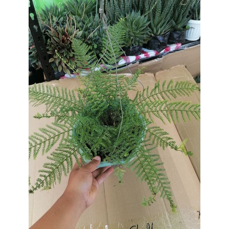 Thailand Fern (rare) | Shopee Philippines