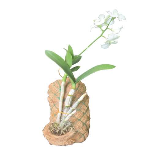 10 cm Coco wattles l hanging Plants for orchids Made of coco fiber and ...