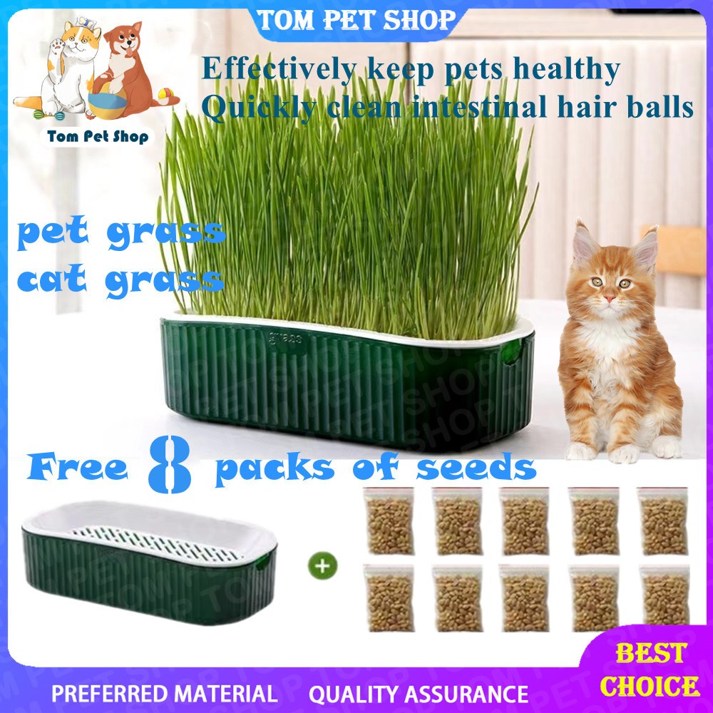 Free 8 packs of seeds Cat Grass Seeds Soilless Cultivation And Potted ...