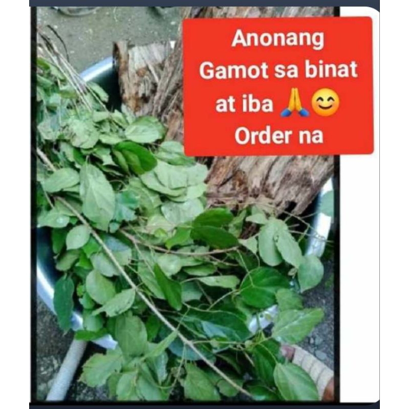 Anonang Leaves Gamot Sa Binat At Iba Pa Legit 100 Galing Mismo Sa Puno Bago Ishipp Shopee