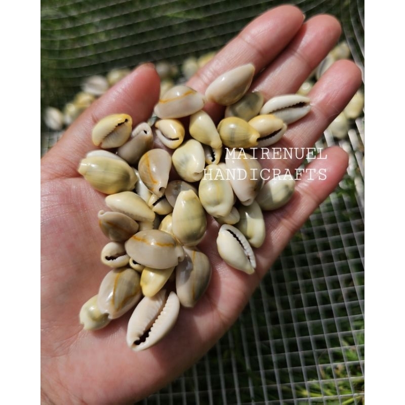 Sigay/SungkaShells (Cowrie Shells) | Shopee Philippines