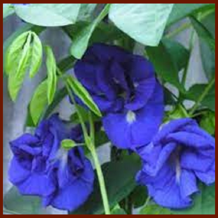Blue Ternatea Seed's ( Butterfly Pea) | Shopee Philippines