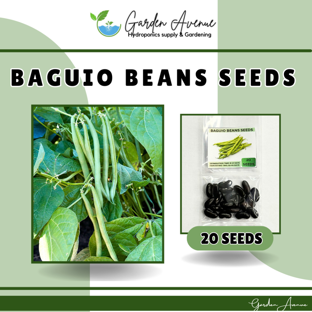 BAGUIO BEANS SEEDS (20pcs seeds) HYBRID/EASY TO GROW/HIGH YIELDING ...