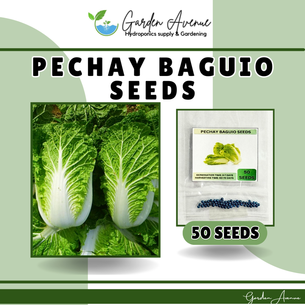 PECHAY BAGUIO/CHINESE PECHAY SEEDS (50 SEEDS) | Shopee Philippines