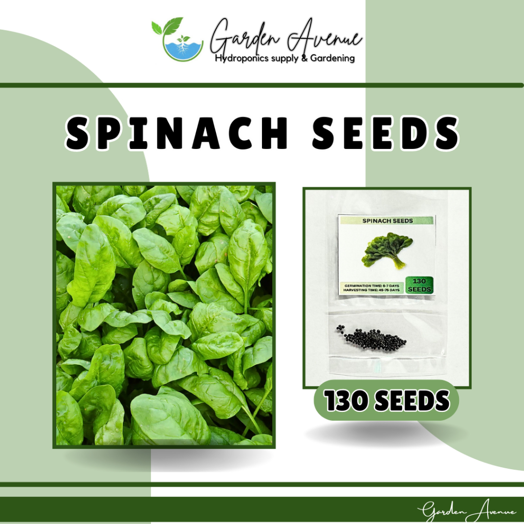 SULIT PACK! SPINACH SEEDS (130 SEEDS) GREEN AMARANTH/HYBRID/HIGH YIELD ...