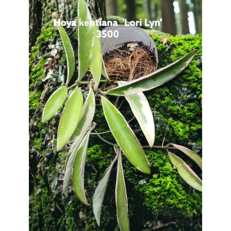 Hoya Kentiana ' Lori Lyn' ( live plant) | Shopee Philippines