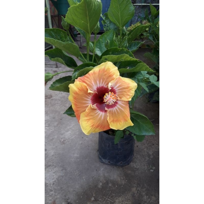 Jayella Gumamela (bigpot) | Shopee Philippines