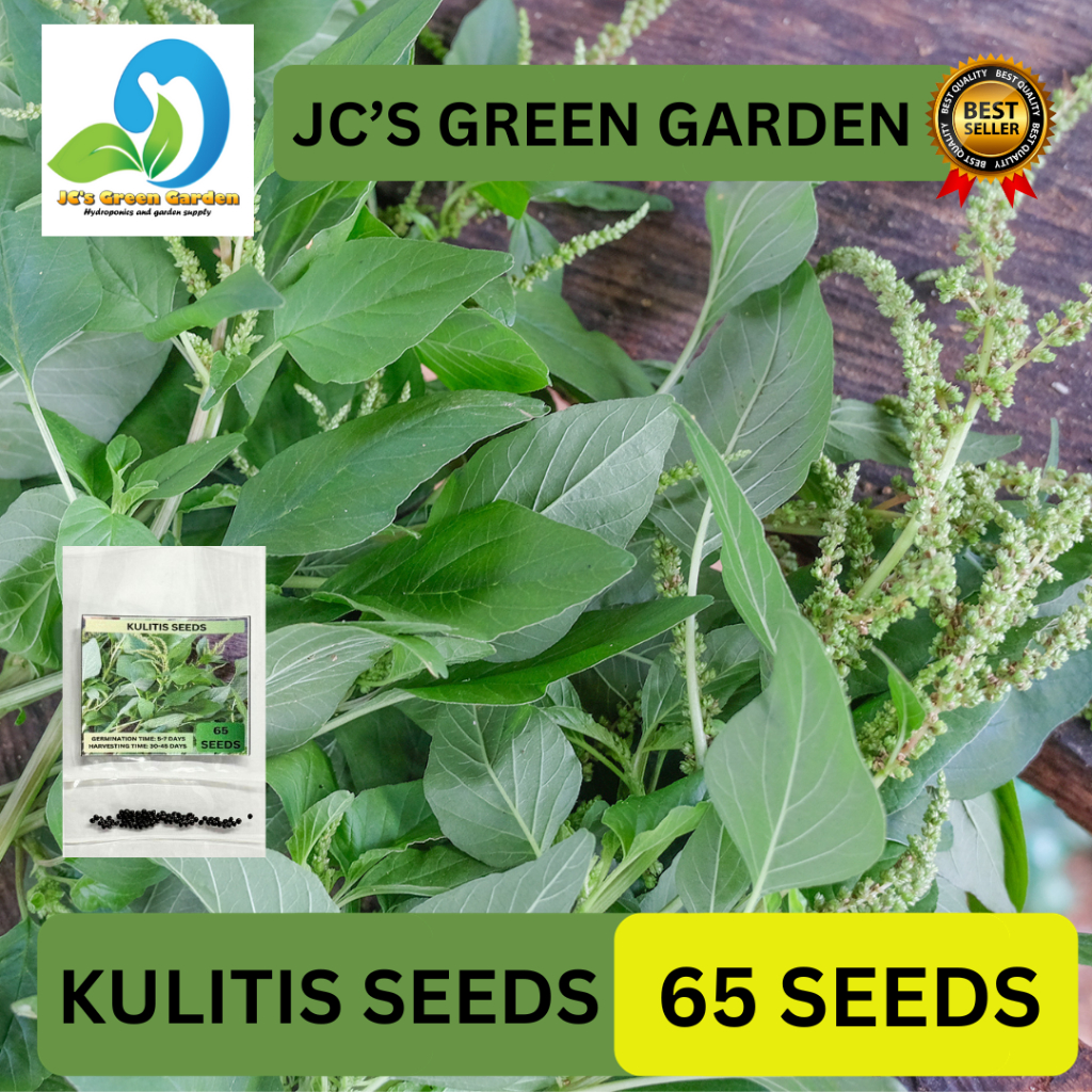 VALUE PACK (65 SEEDS) KULITIS SEEDS/KOLITIS/FOR PLANTING | Shopee ...