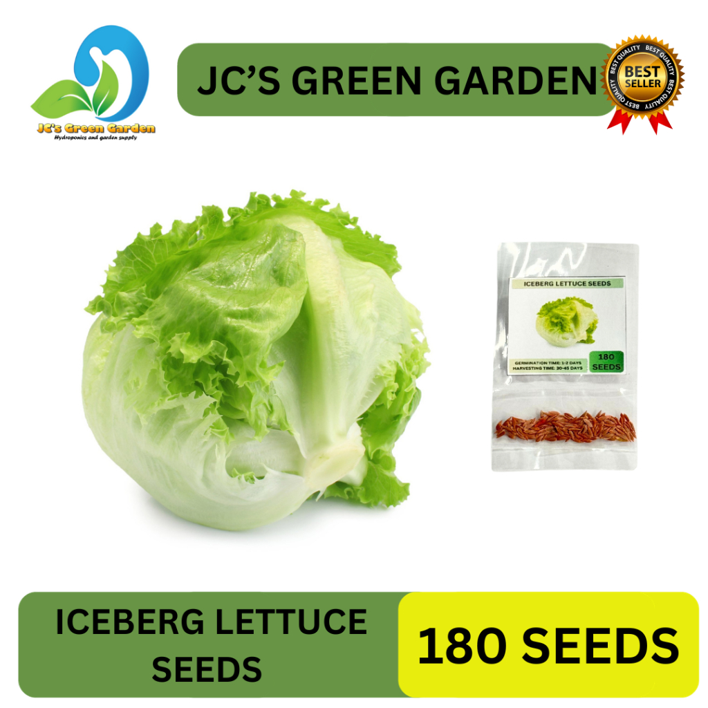 (180 SEEDS) ICEBERG LETTUCE SEEDS/FOR PLANTING/GRANDE VARIETY | Shopee Philippines