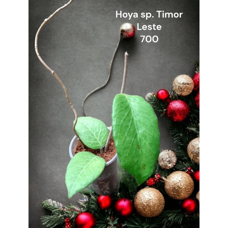 Hoya sp Timor leste ( live plant) | Shopee Philippines