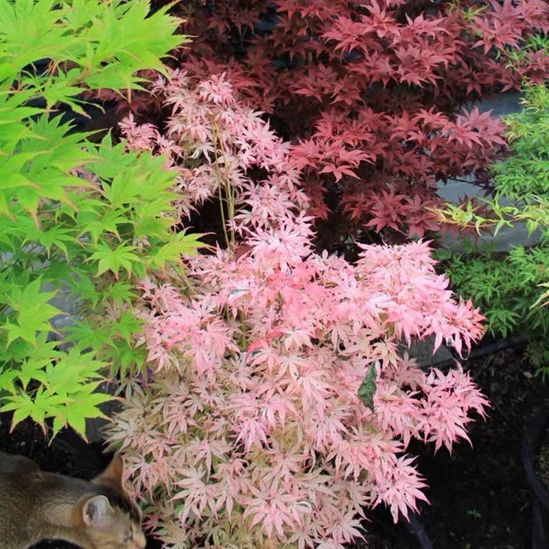Private customization of rare maple tree varieties, find customer ...