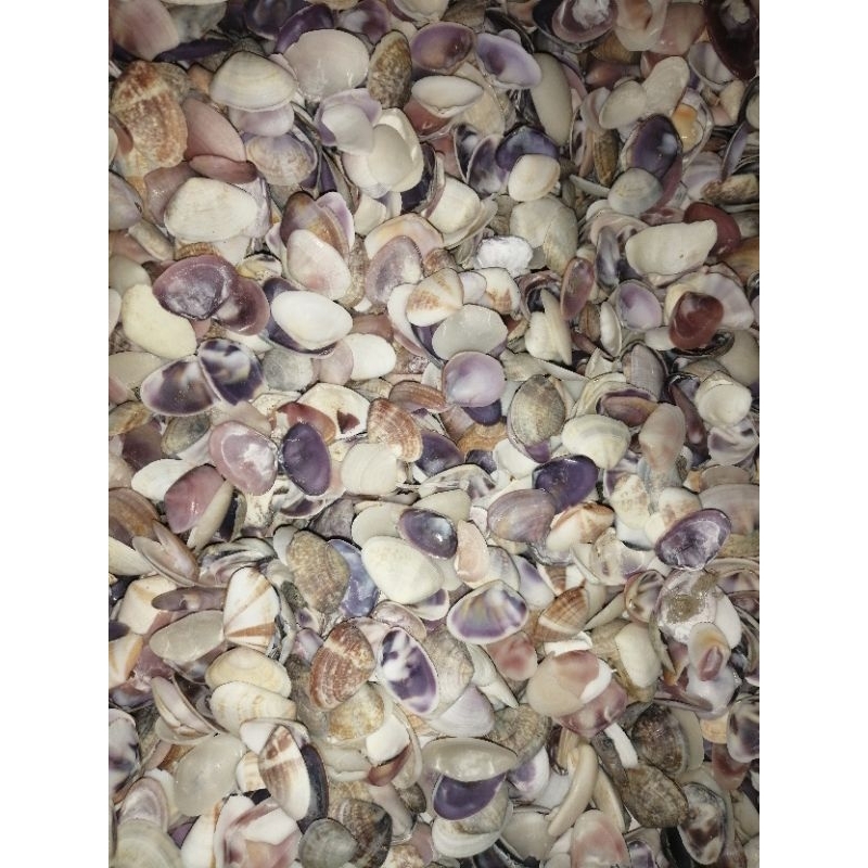 Caycay Seashell/Arts/Handcrafts/Decorations/500g/1kg | Shopee Philippines