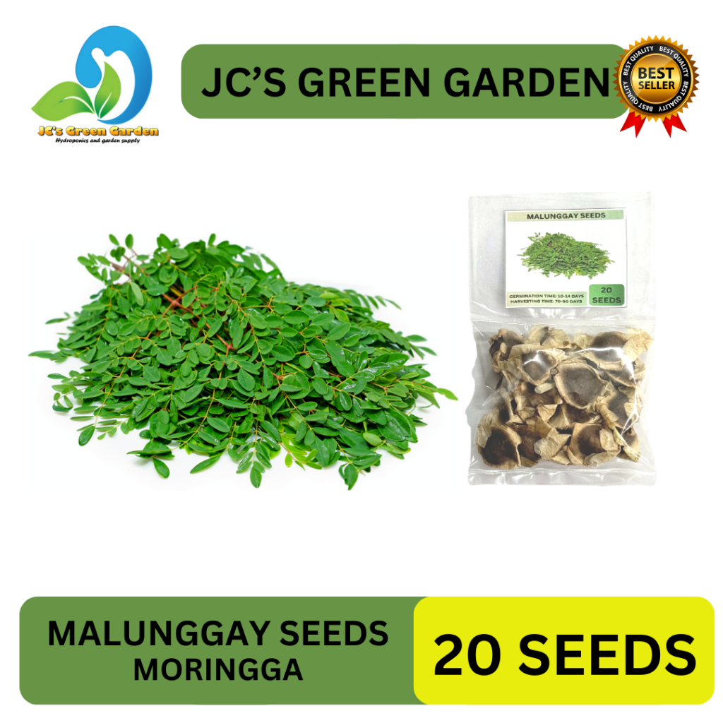 20 SEEDS - MALUNGGAY/MORINGGA SEEDS FOR PLANTING/EASY TO GROW/MORINGGA ...