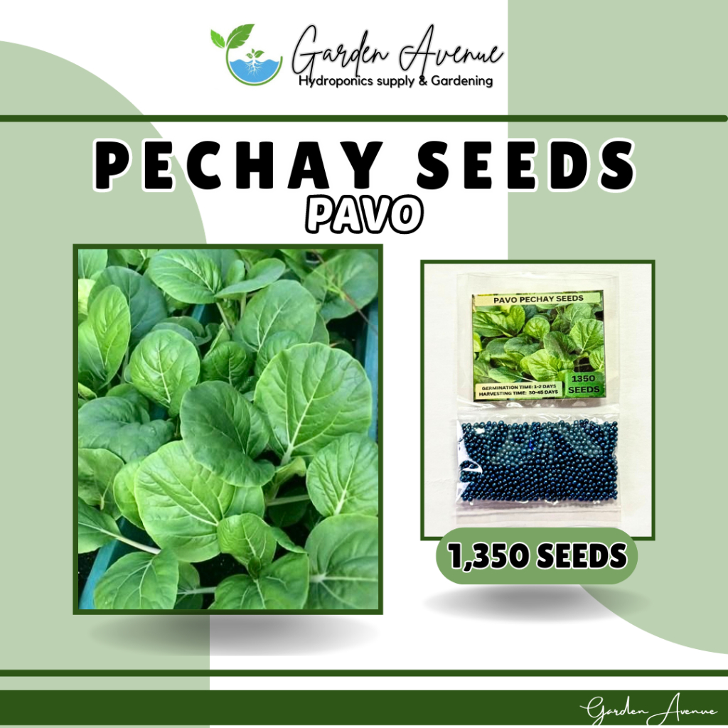 PECHAY PAVO SEEDS (1,350 SEEDS) - FOR PLANTING/HIGH GERMINATION RATE ...