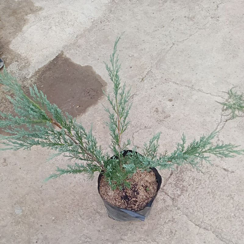 pinpoint false blue pine med.size (rare cypress) | Shopee Philippines