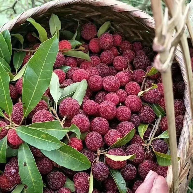 red bayberry，Yangmei grafted seedlings Dongkui Yangmei seedlings potted | Shopee Philippines