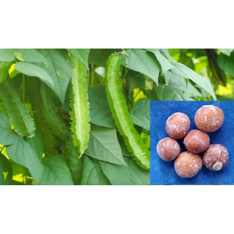 Wing Beans Native Sigarilyas (6pcs Repack) new harvest | Shopee Philippines