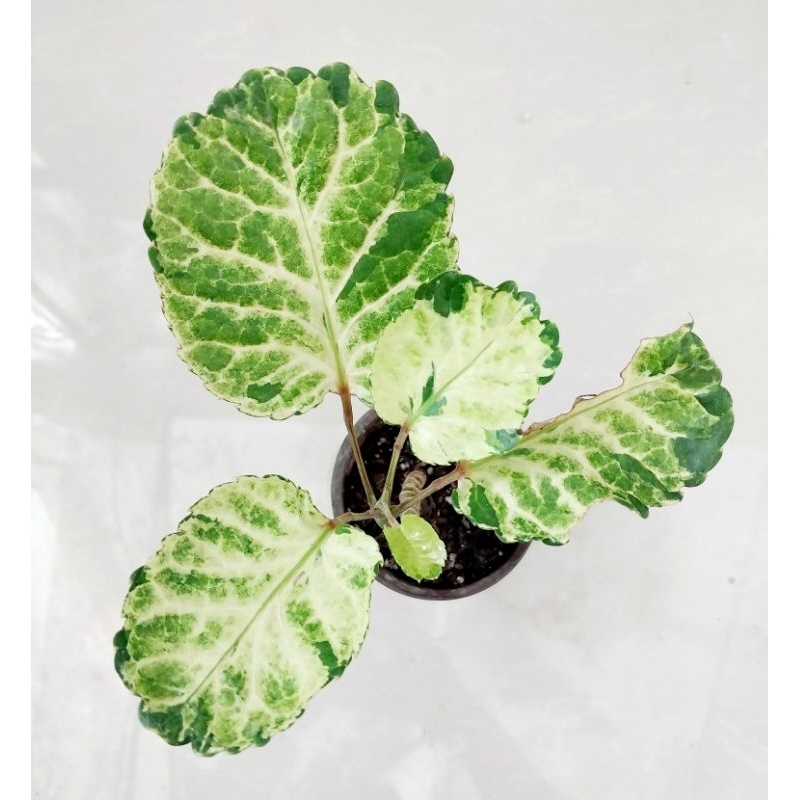 Variegated Polyscias scutellaria ( Shield Aralia, Plum Aralia or ...