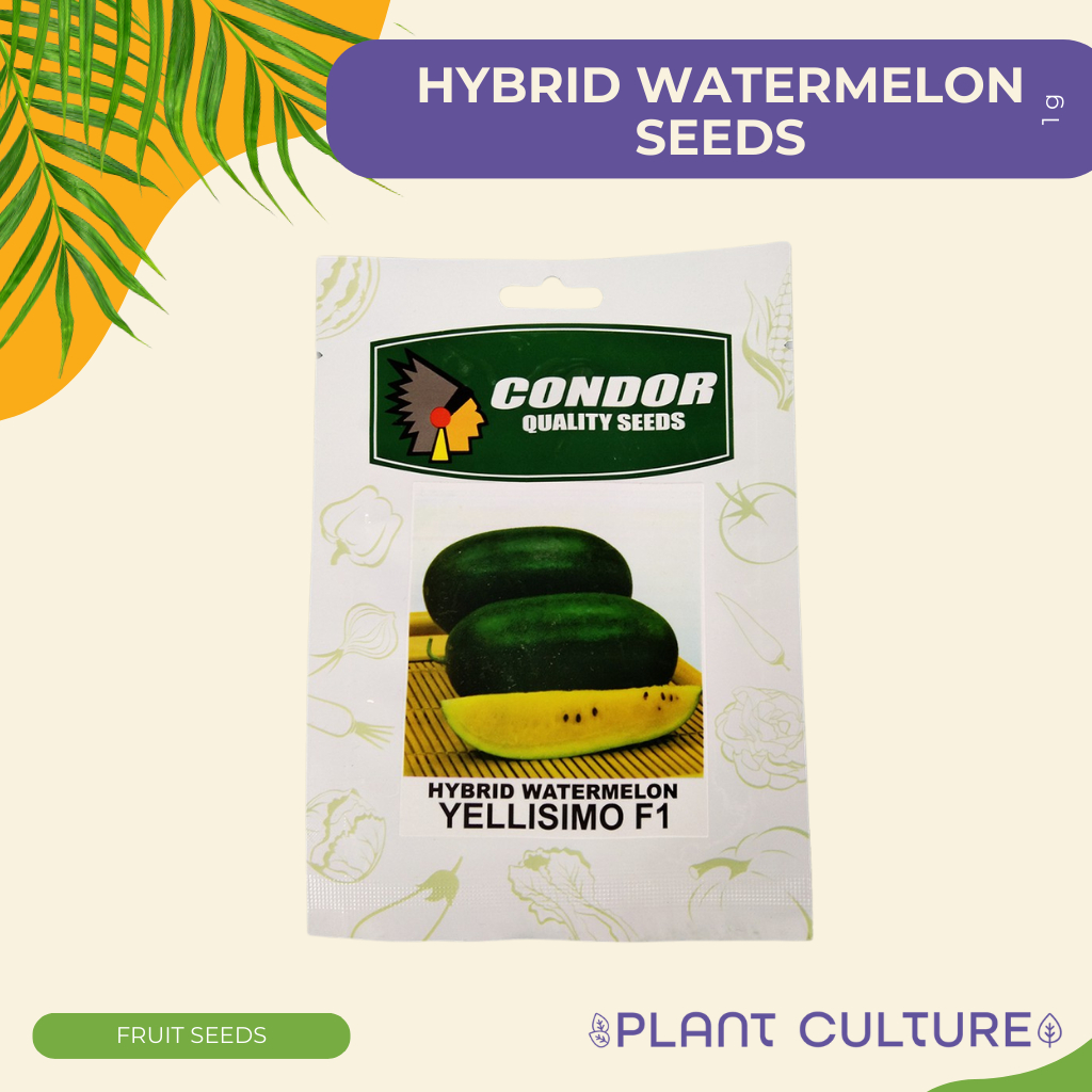 Condor Quality Seeds Hybrid Watermelon Yellissimo F1 1G | Shopee ...