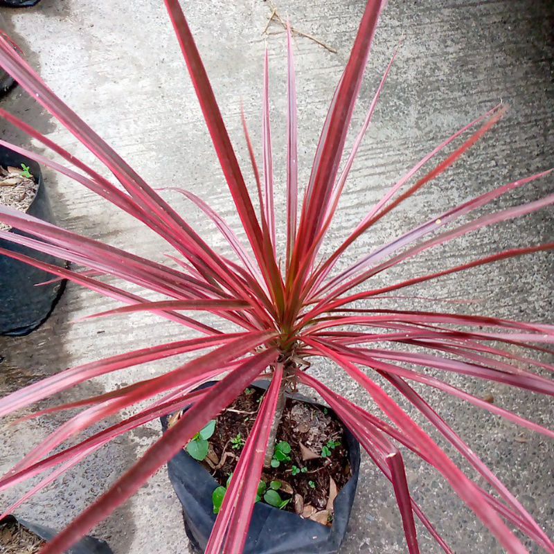 Dracaena Marginata Red Scarlett (in polybag) | Shopee Philippines
