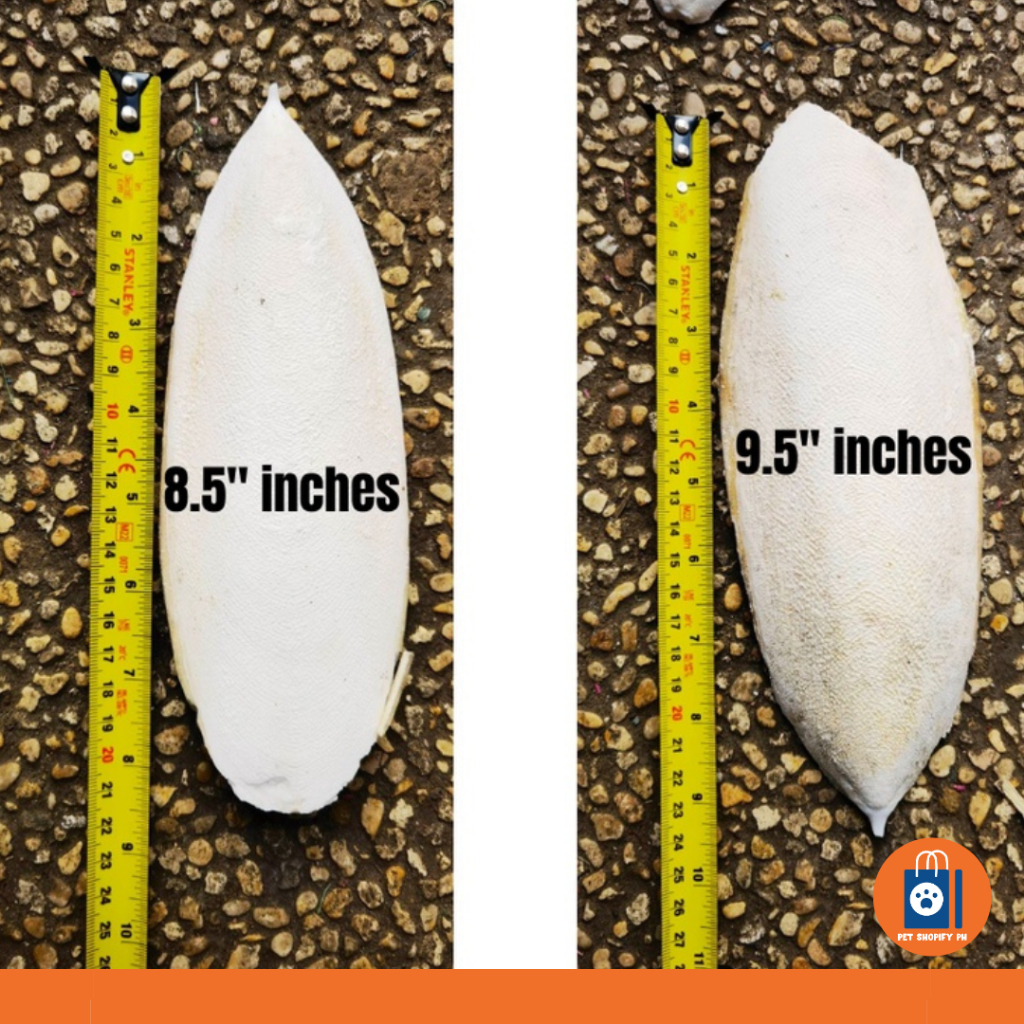 CUTTLEFISH BONE FOR BIRDS (AVAILABLE IN DIFFERENT SIZES) | Shopee ...