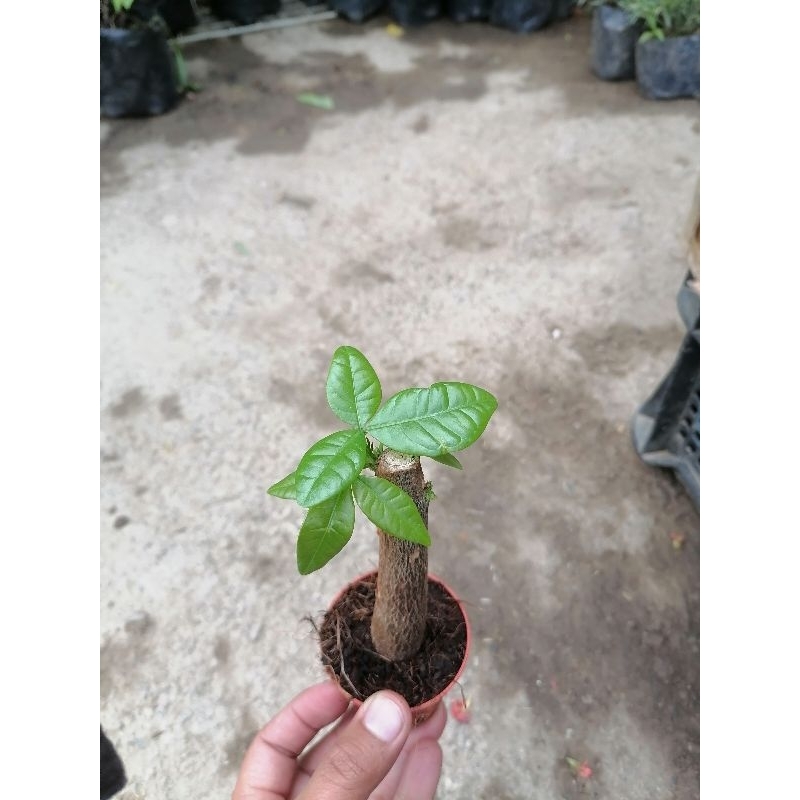 Dwarf Patchera (money tree) | Shopee Philippines