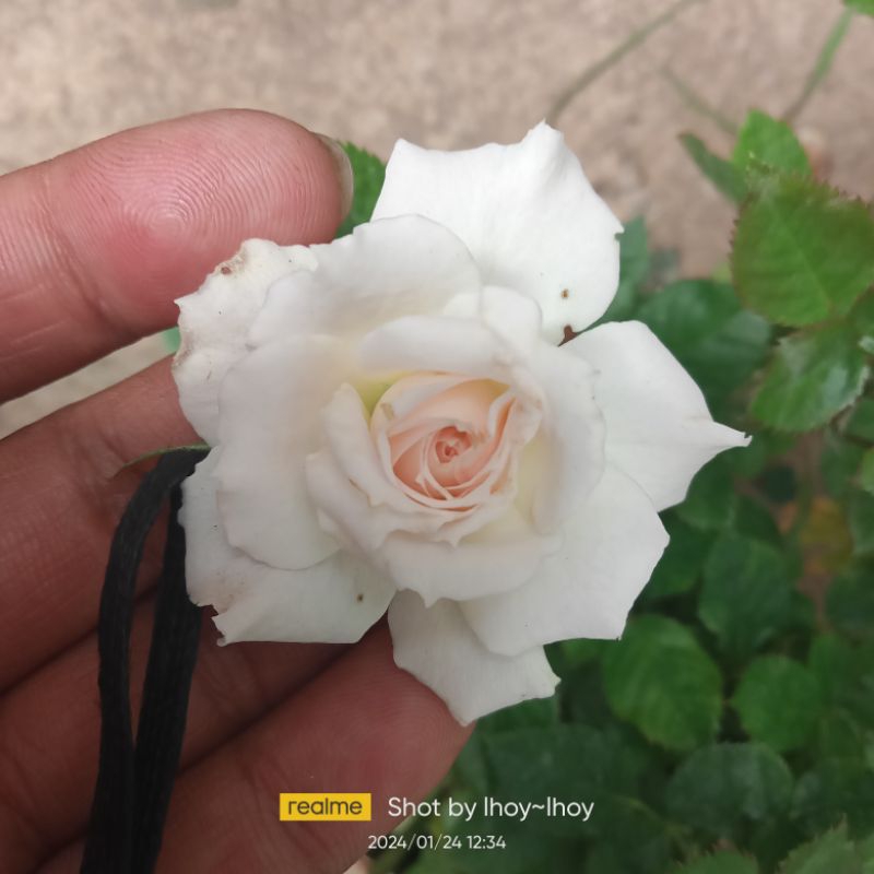 peace maker piti mini rose big pot | Shopee Philippines