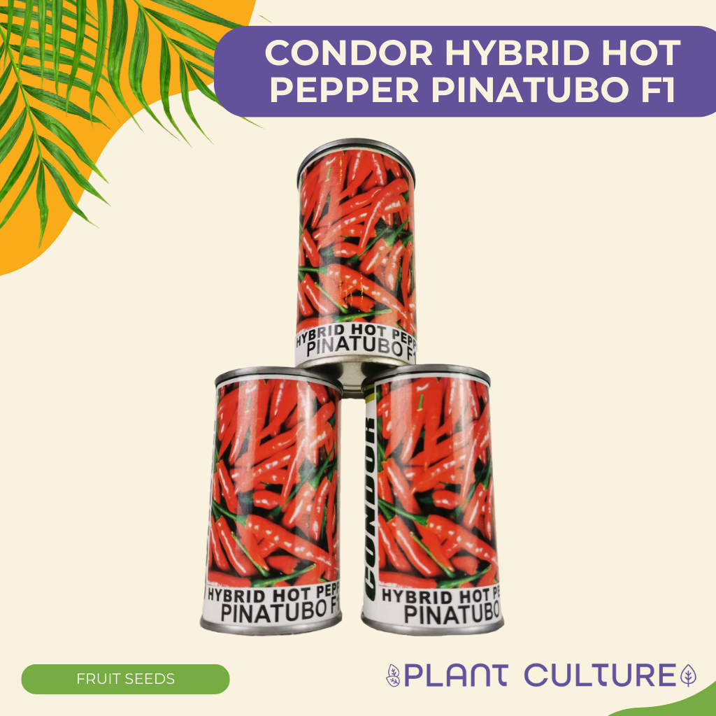 Condor Quality Seeds Hybrid Hot Pepper Pinatubo F1 Approx. 360 | Shopee ...