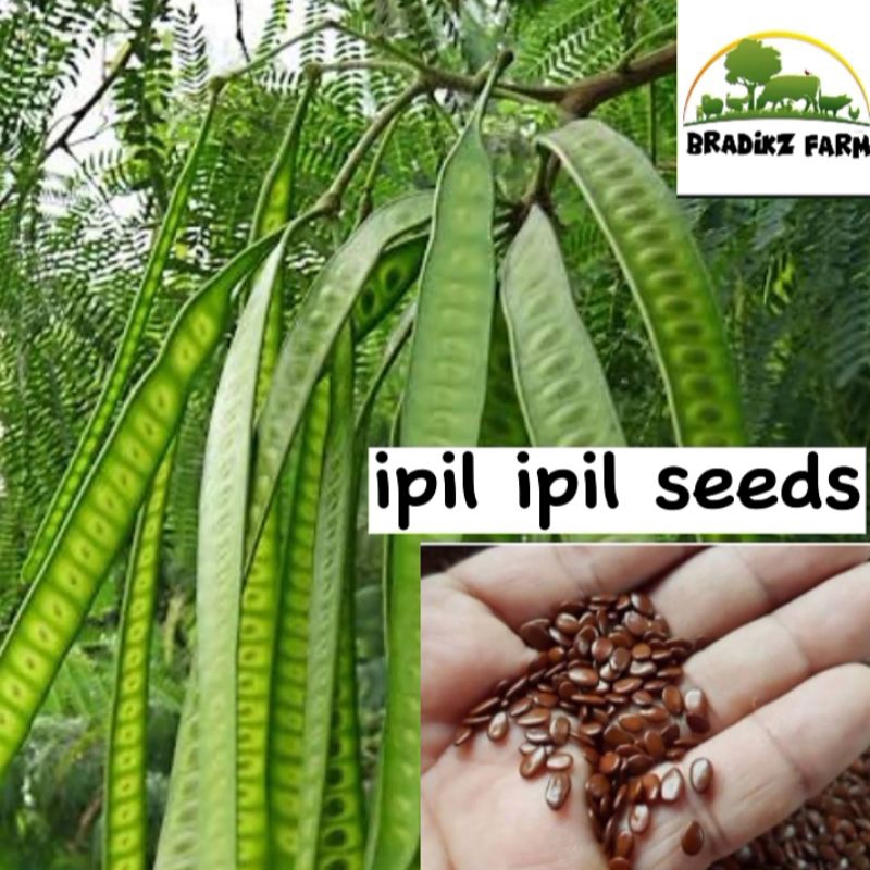 ipil ipil tree seeds (100 seeds) | Shopee Philippines