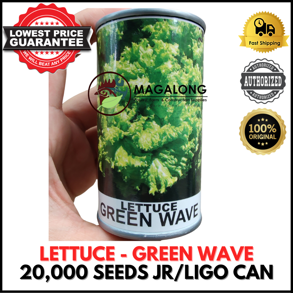 CONDOR SEEDS - LETTUCE SEEDS - GREEN WAVE 20,000 Seeds - JR CAN / LIGO ...