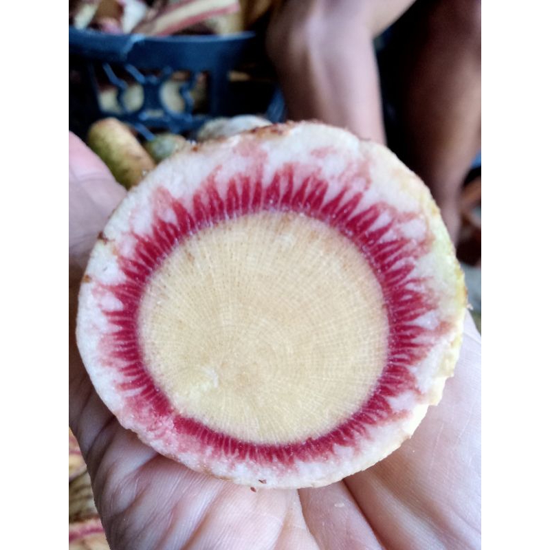 FRESH RED ALINGATONG ROOTS (1kl.) | Shopee Philippines
