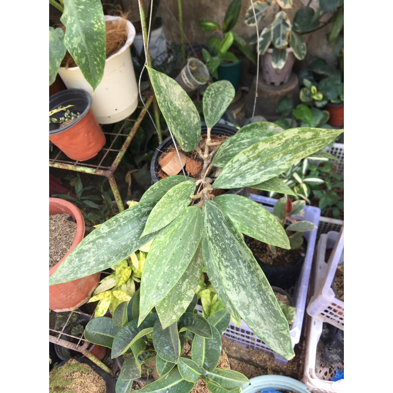 Hoya Rangsan splash | Shopee Philippines