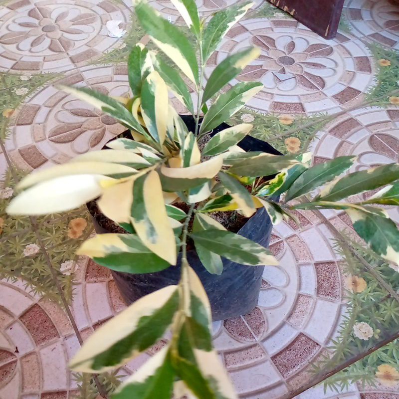 Matdo variegated or Suregada multiflora (in polybag) | Shopee Philippines