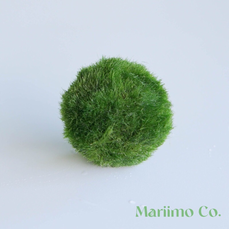 Marimo Moss Ball (2.5-3cm) Beginner Low Maintenance Live Aquarium Aquascaping Plant | Shopee ...