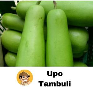 Upo Tambuli Vegetable Seeds, high quality and high germination rate ...