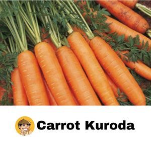 VEGETABLE SEEDS CARROT KURODA VARIETY SEEDS, HIGH QUALITY AND HIGH ...