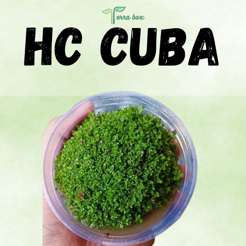 CARPET ON DOME (MONTECARLO, HC CUBA, TRIPARTITA, MICROSWORD, DHG ...