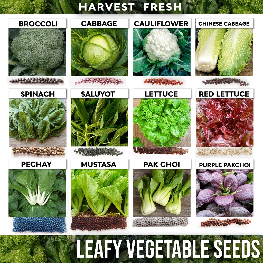 Vegetables Seeds - Cabbage Cauliflower Broccoli Kale Spinach Pakchoi ...