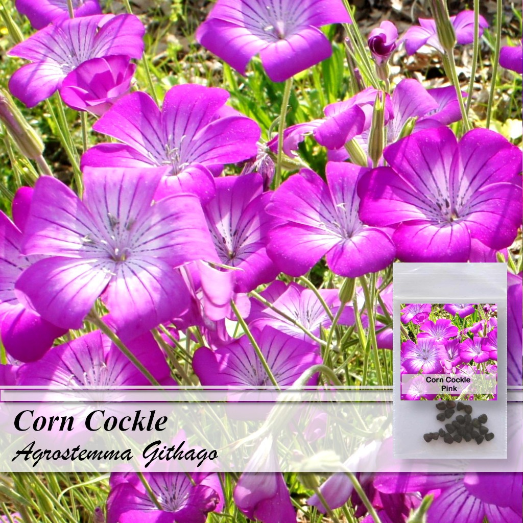 Corn Cockle Sweet Pink 25 Seeds Agrostemma Githago Flower Seeds ...