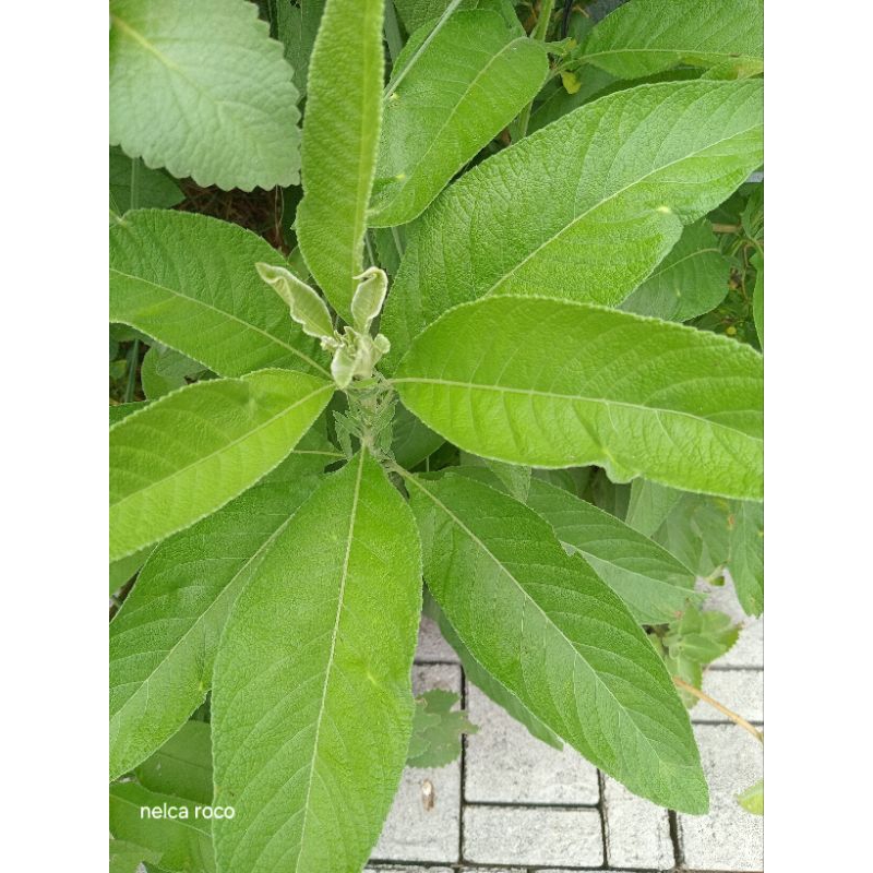 Fresh Sambong Leaves or Blumea Balsamifera (Nagal camphor or Sambong ...