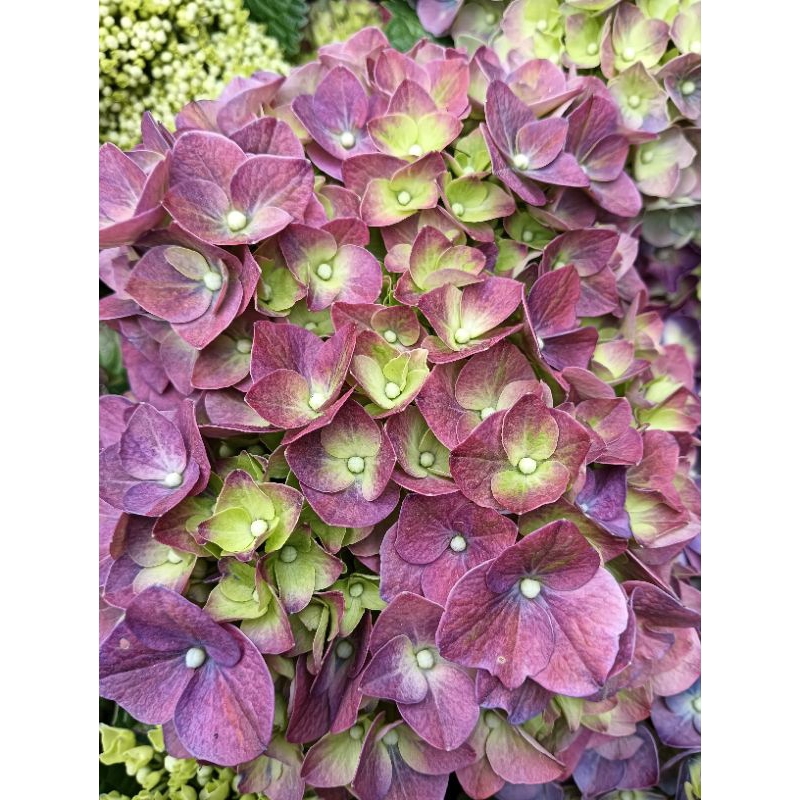Mil flores/Million flowers/Hydrangea | Shopee Philippines