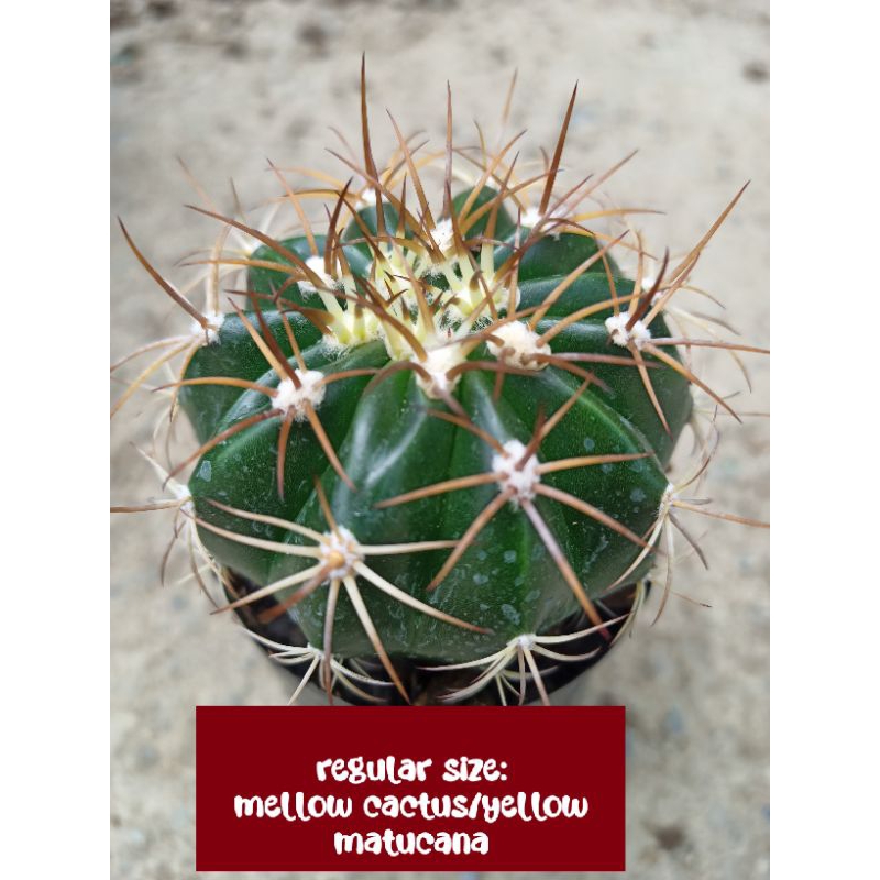 mellow cactus/yellow matucana (reg.size) | Shopee Philippines